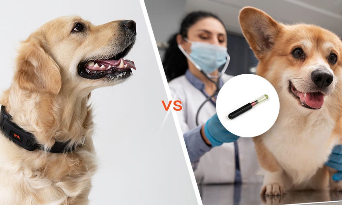 How Does A Dog Tracking Chip Work